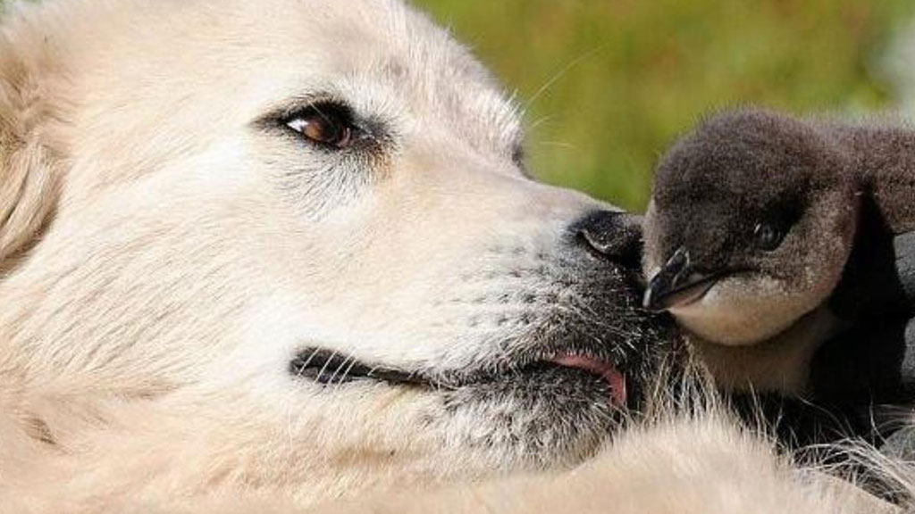 Oddball (2015) | Australian Movie Guide